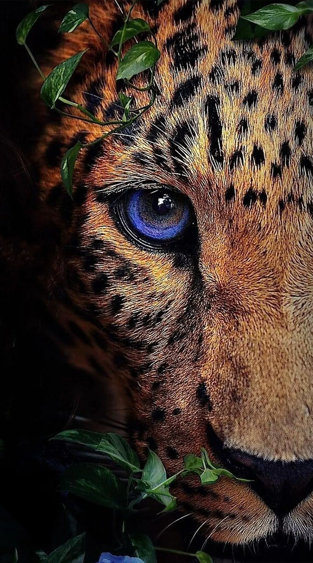 Half Lion Half Leopard