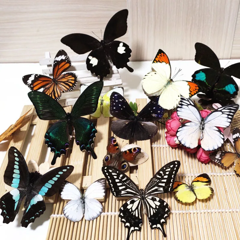 Butterfly-Specimens-Spread-Their-Wings-of-Natural-True-Butterfly ...