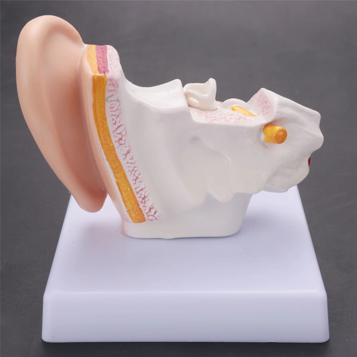 1-5-Times-Human-Ear-Anatomy-Model-Showing-Organs-Structure-Of-the ...