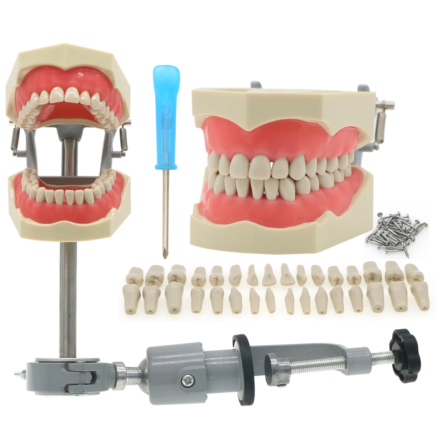 32Pcs-Removable-Teeth-Columbia-860-Type-Dental-M8030-Typodont-Mounting ...