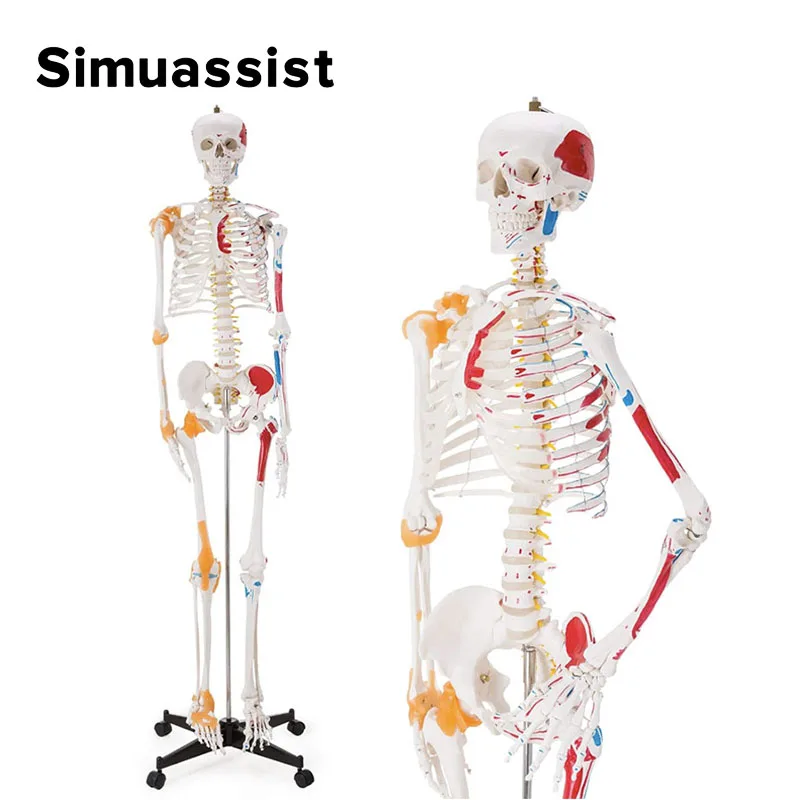 Human-Skeleton-170cm-Life-Size-PVC-Material-With-Muscle-Points-and ...
