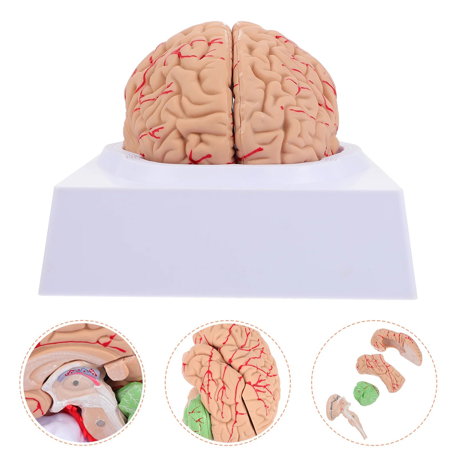 Brain-Anatomy-Model-Maniquine-Human-Vein-Brain-Model-Puzzle-Biology ...