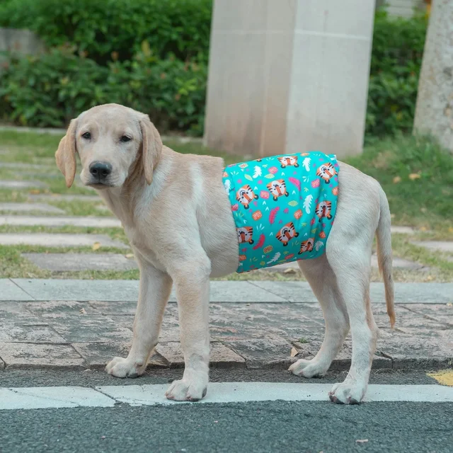 Male Dog Belly Band Pattern