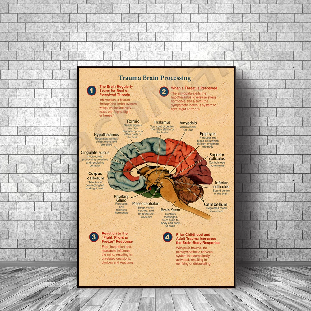 Parts of the Brain Poster: The Most Accurate and Practical Wall Art for ...