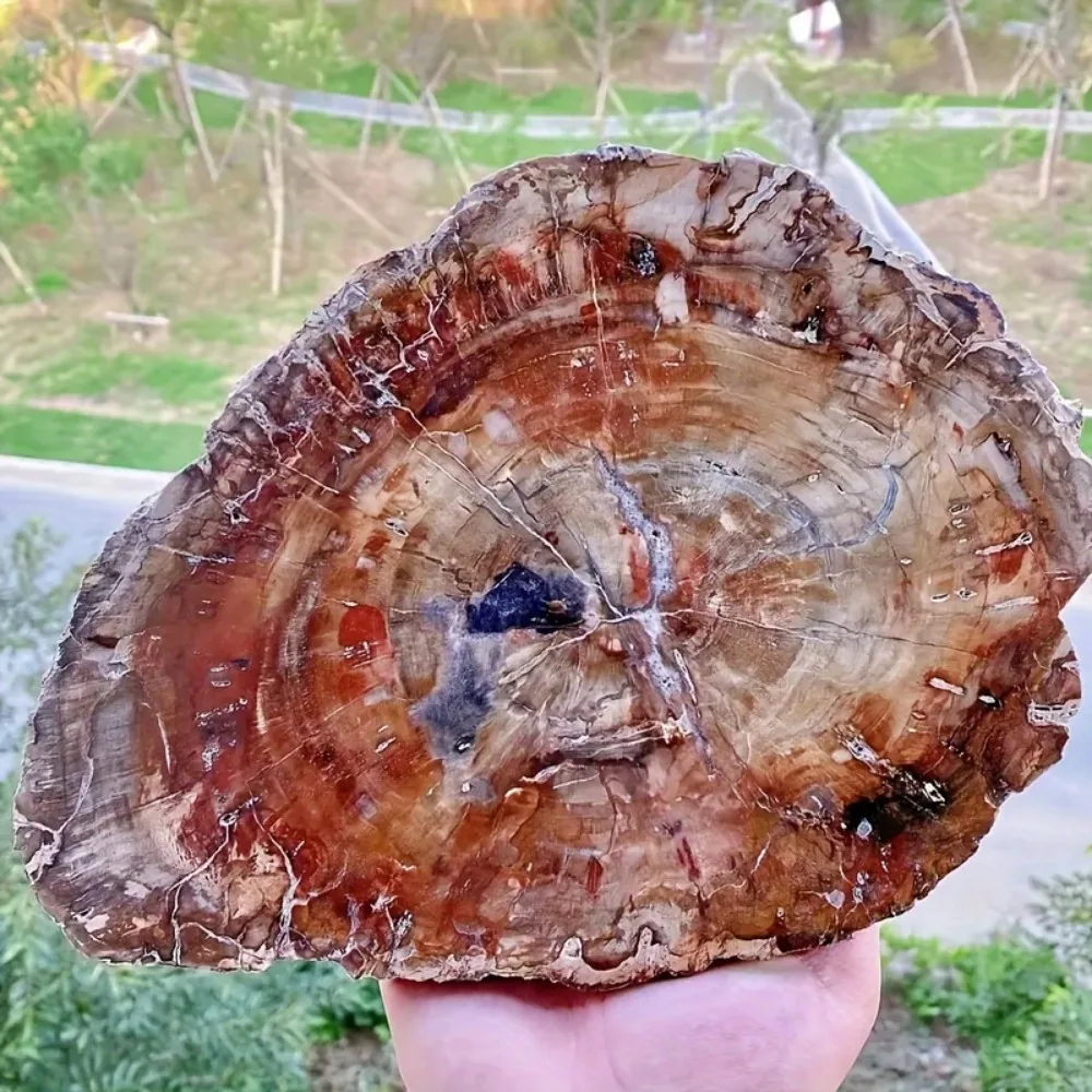 Natural Wood Stone Crystal Slice Petrified Wood Slice with Tree Ring ...