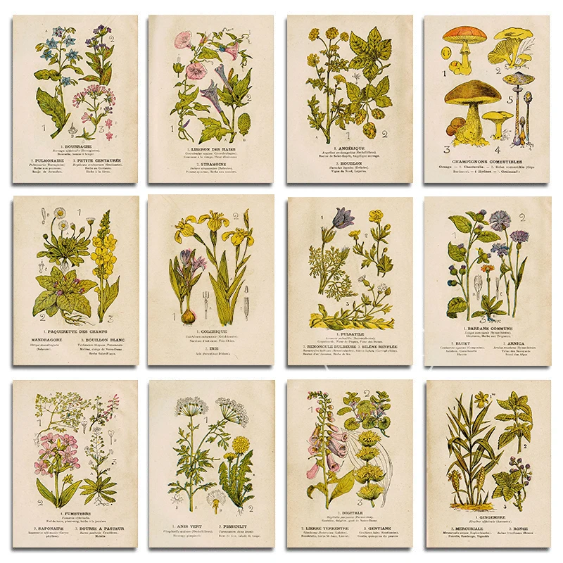 Vintage Botanical Plates Study Poster Posters and Prints Retro ...