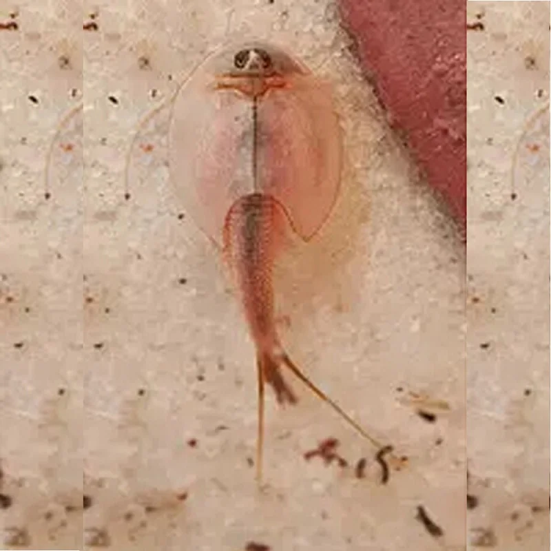 Tadpole Shrimp Eggs