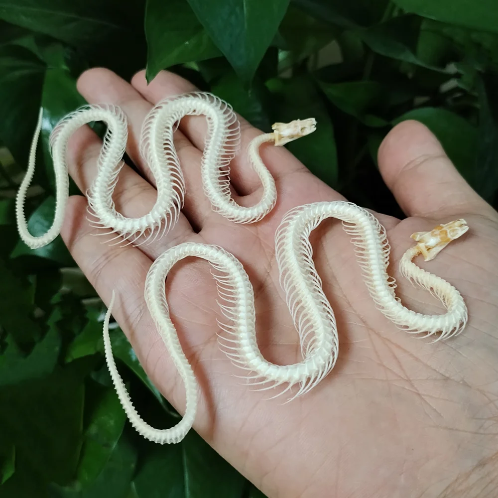 30CM-Real-Snake-Skeleton-Animal-Specimen-Real-Bone-Taxidermy-Supplies ...