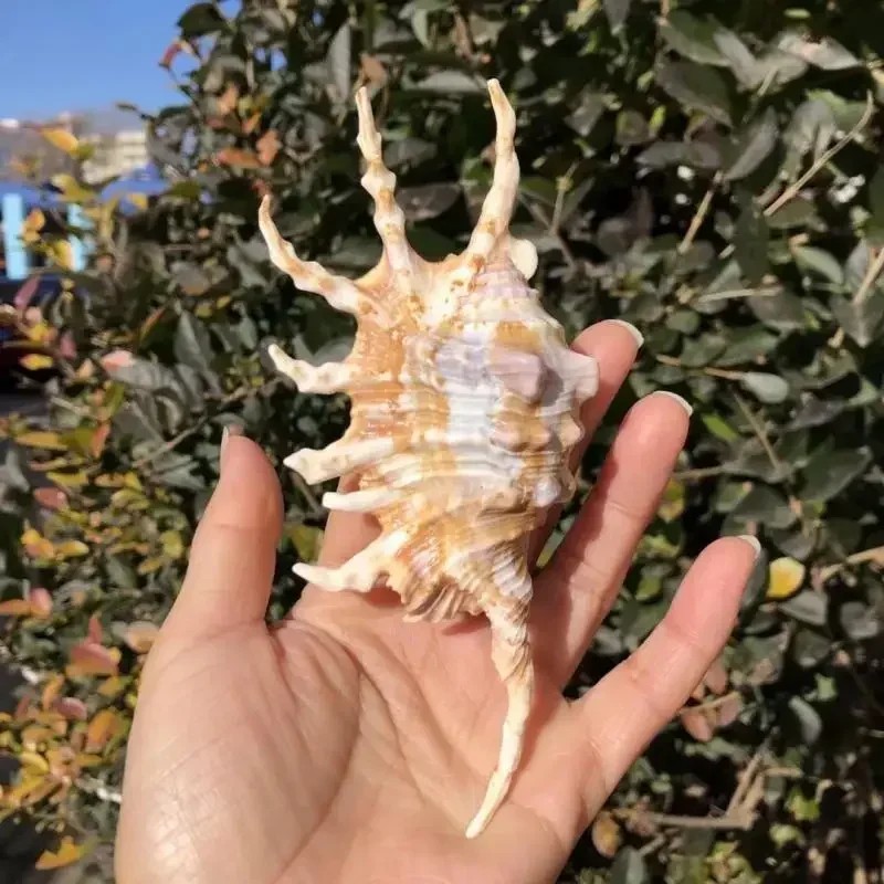 Scorpion-Snail-Natural-Conch-Shell-Heptagonal-Snail-Spider-Snail-Fish ...
