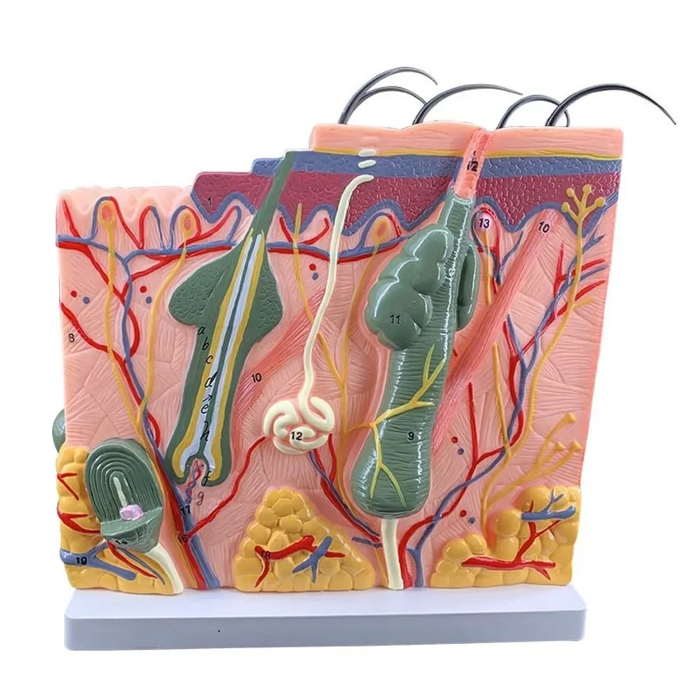 Skin and Hair Structure Human Skin Model 50 Times Enlarged hair Layer ...