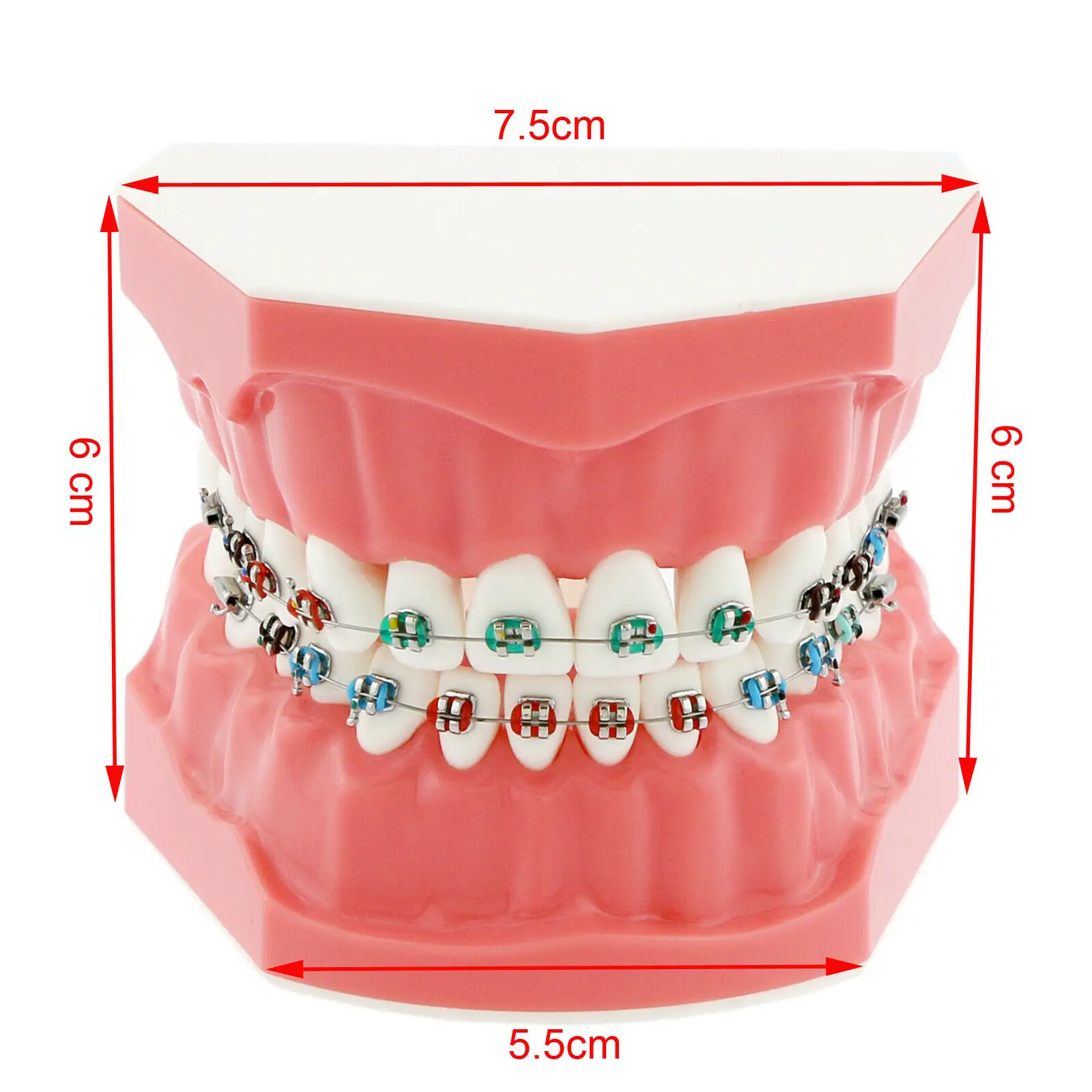 Dental Teach Typodont Demonstration Teeth Model With Braces For Patient ...