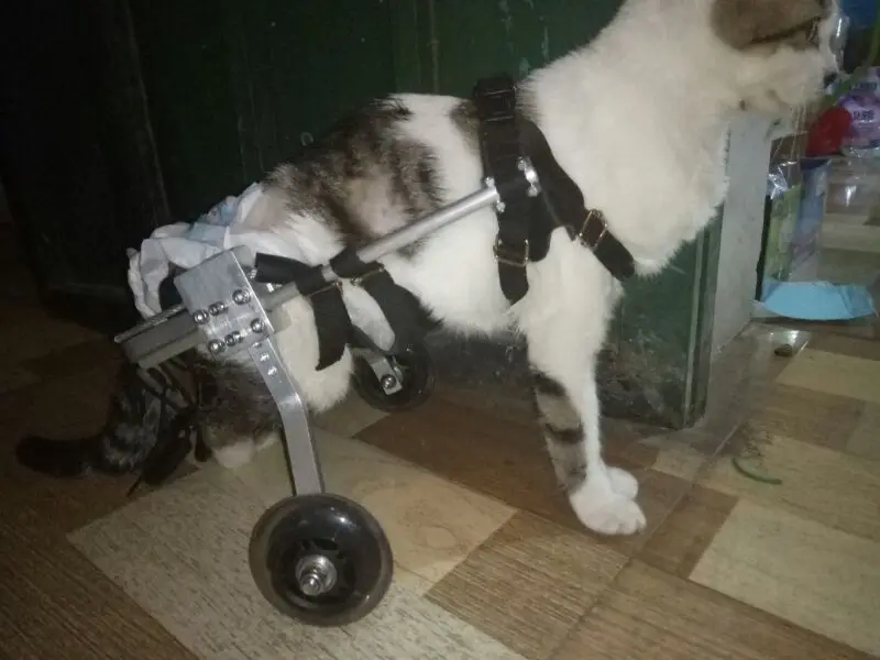 Cat-wheelchair-paralyzed-cat-scooter-disabled-cat-assisted-hind-limb ...