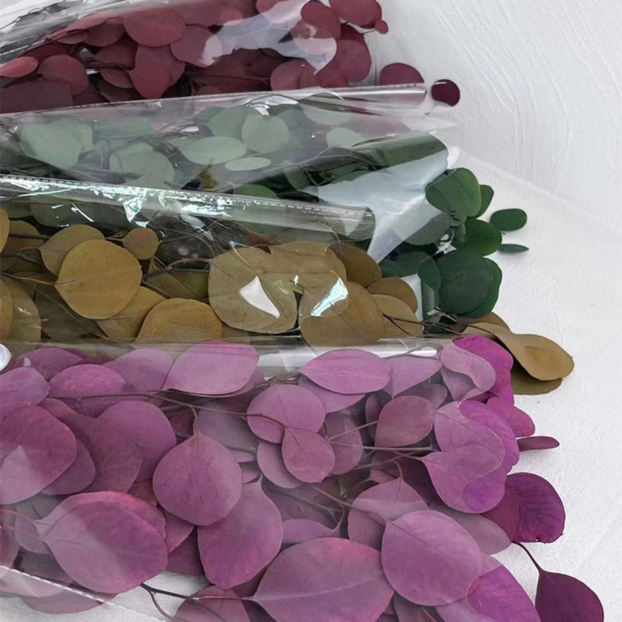 100g Eternal Apple Eucalyptus Round Leaf Eucalyptus Marri Leaf ...