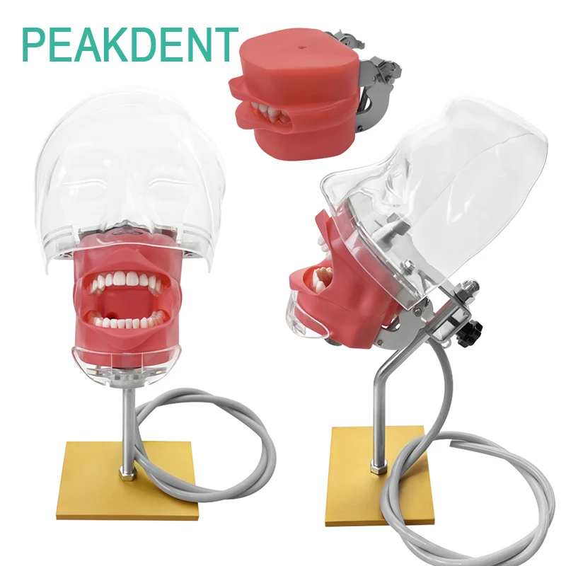 Dental Simplified Head Simulator Model Phantom Model for Student ...