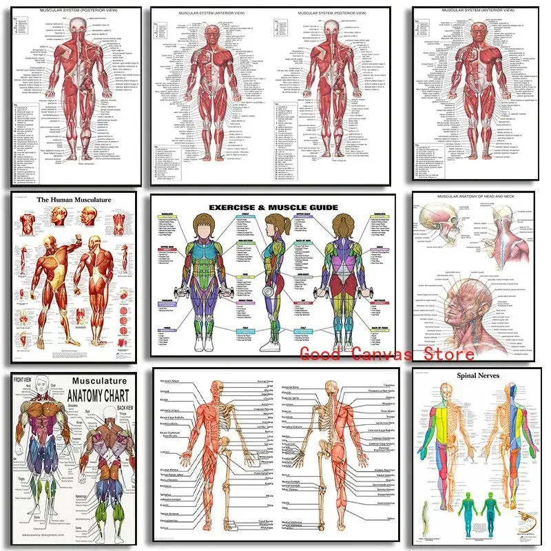 Muscular-System-Posters-Anatomy-Chart-Human-Body-Canvas-Painting-Print ...