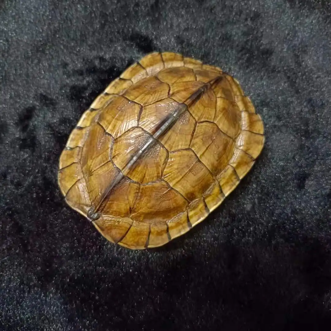 1pcs Real tortoise shell is natural and complete, real tortoise shell ...