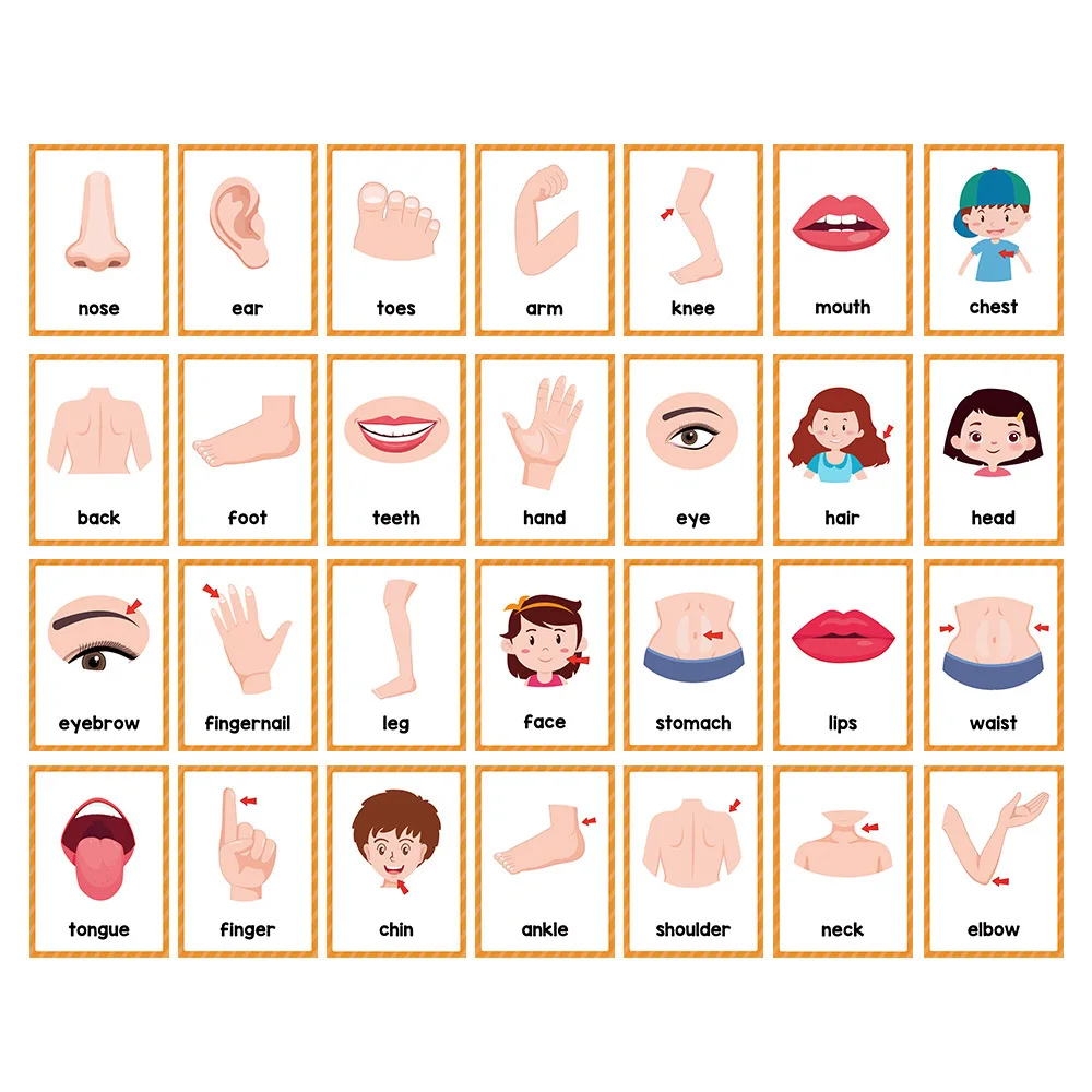 Bview Art Body Parts Flash Cards for Kids - English Vocabulary Learning ...