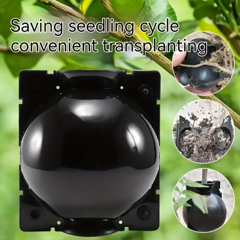 How to Successfully Propagate Fruit Trees: A Complete Guide for Gardeners