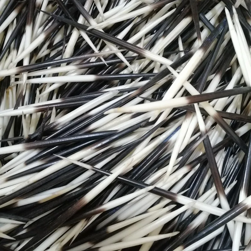 Porcupine Quills Magnified