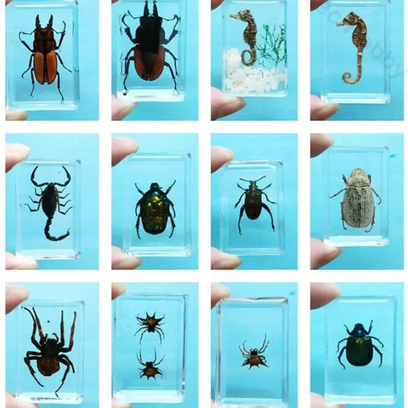 New-Insect-In-Resin-Specimen-Bugs-Collection-Paperweights-Specimen ...