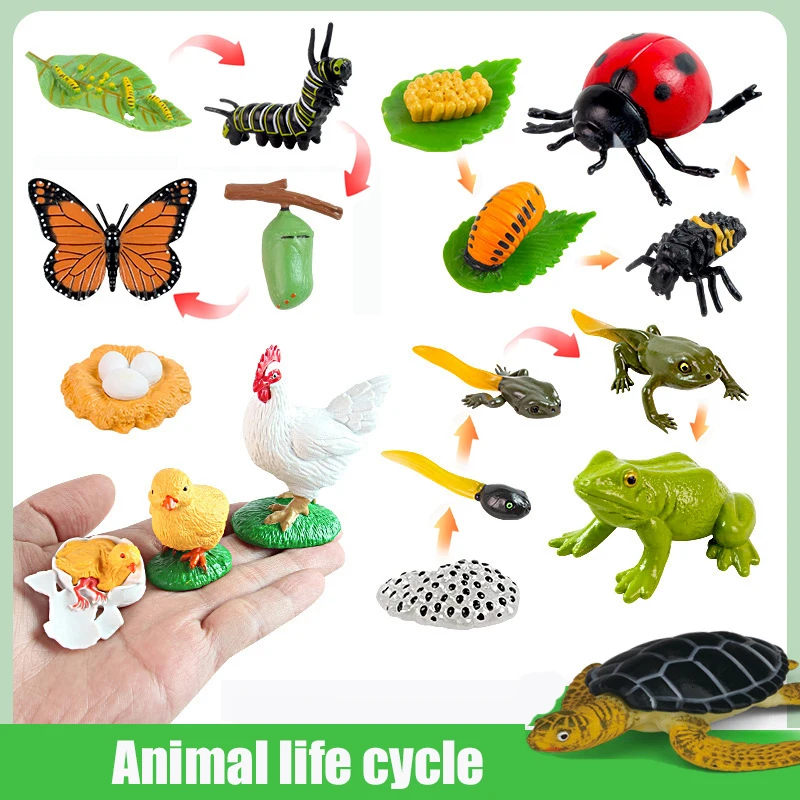 Life-Cycle-Board-Montessori-Kit-Biology-Science-Education-Toys-For-Kids ...