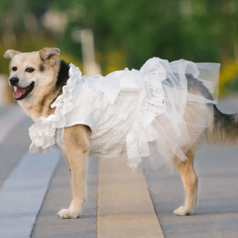Corgi Wedding Dress