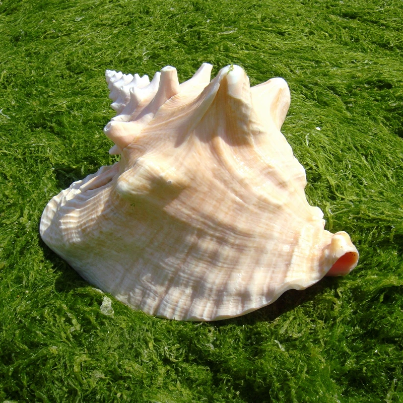 White Conch Shell