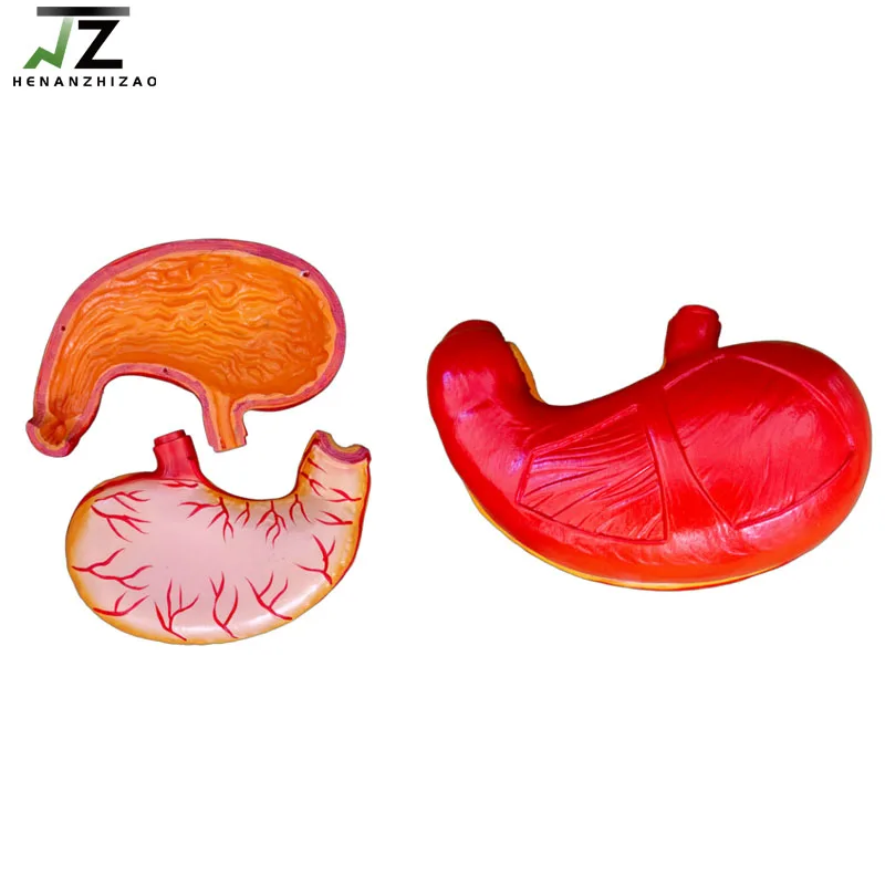 PVC Anatomical Human Stomach Model for Medical Teaching - buy at the ...