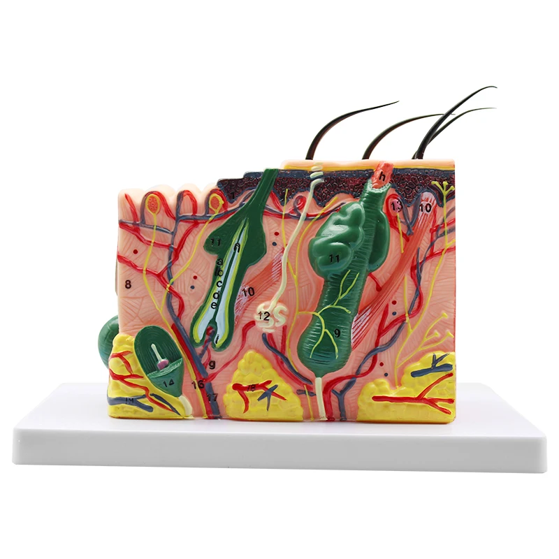 Human-Skin-Anatomic-model-Subcutaneous-Tissue-Dissection-model-school ...