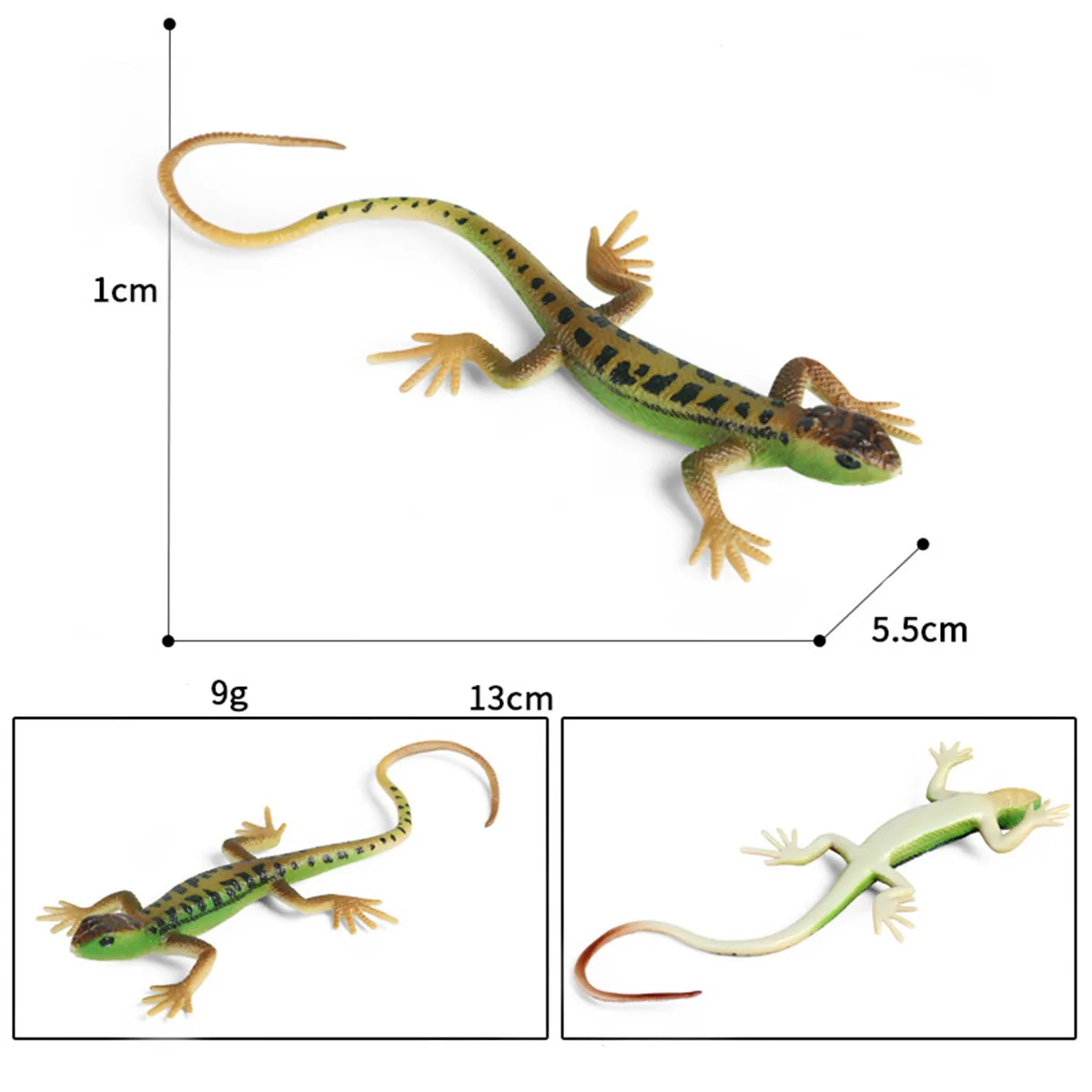 Lizard Life Cycle For Kids