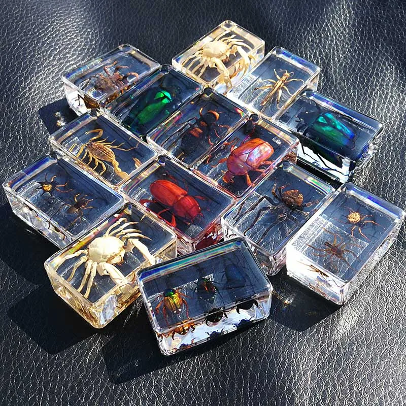 Resin-Insect-Specimens-Transparent-Real-Bug-Taxidermia-Tarantula ...