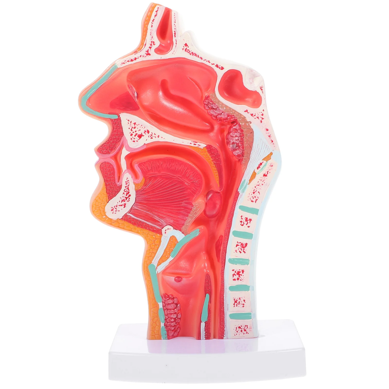 Nasal Cavity 3d