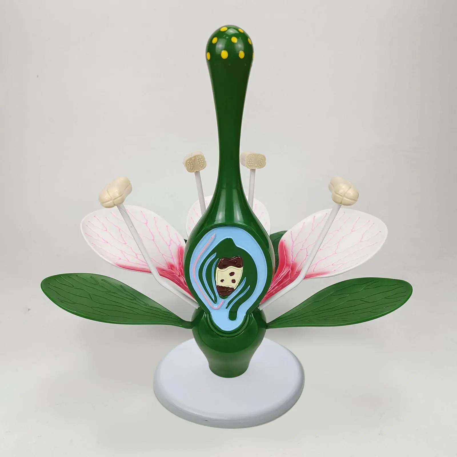 Dicot-Flower-Model-Teaching-Instrument-Practical-Lightweight-Home-Decor ...