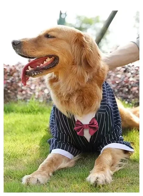Wedding attire for large dogs | Beachweddingtips.com
