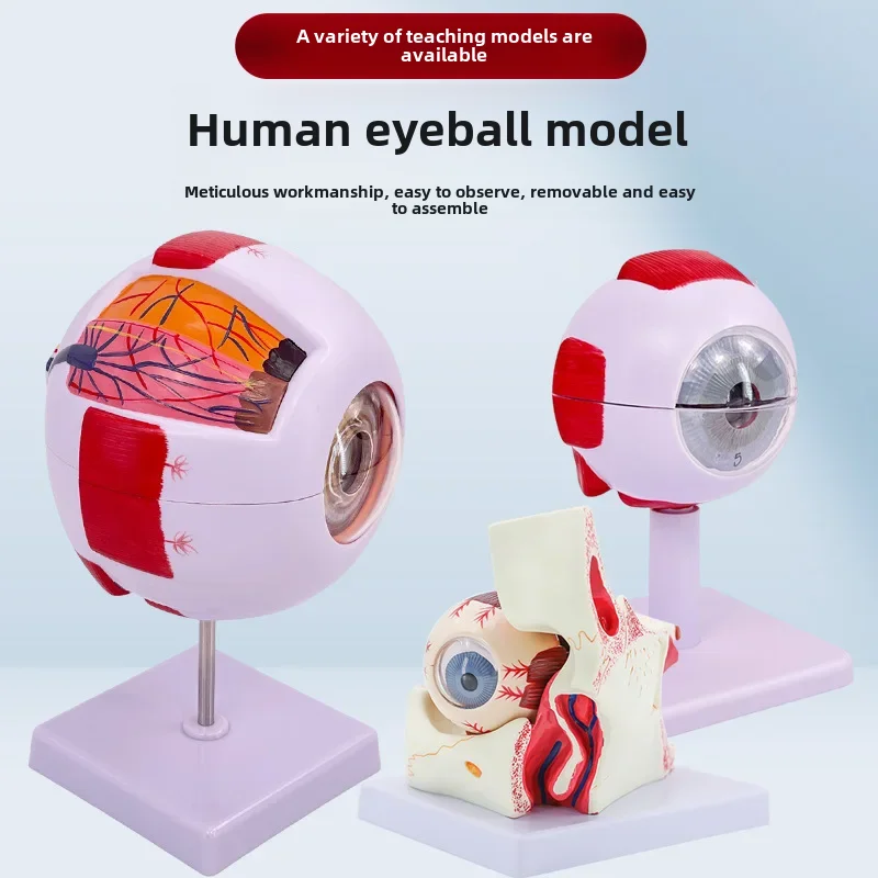 6x-Magnification-Eye-Ball-Simulation-Model-Anatomical-Structure ...