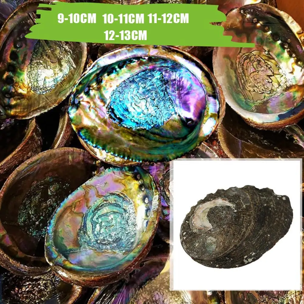 Natural Abalone Shell Primary Color Shell Decoraition Crafts ...