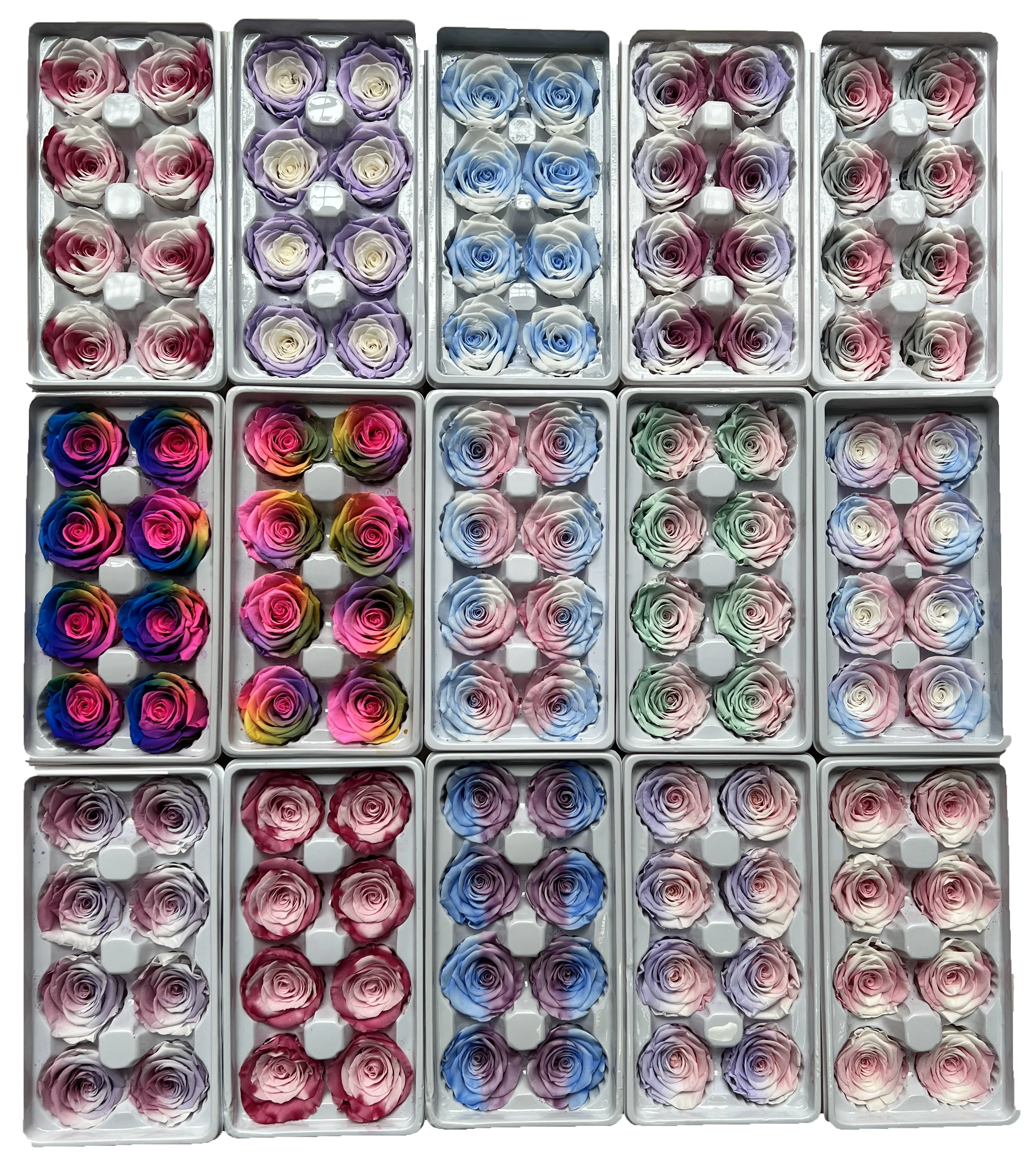 5 6cm Preserved Gradient multicolor rose Fresh flowers Eternal flowers ...