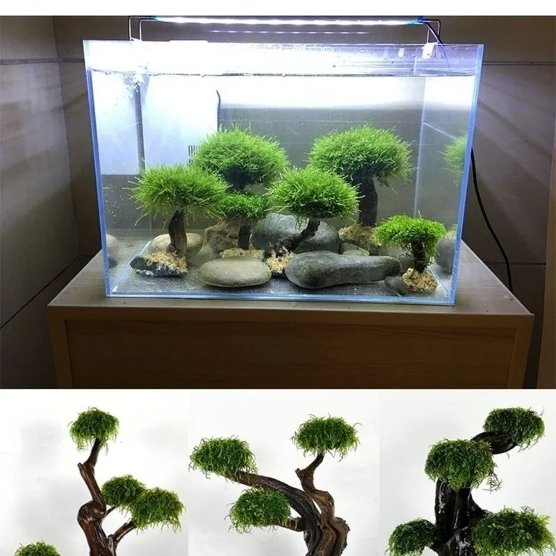 Java Moss Tree