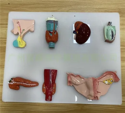 Endocrine System Model Labeled
