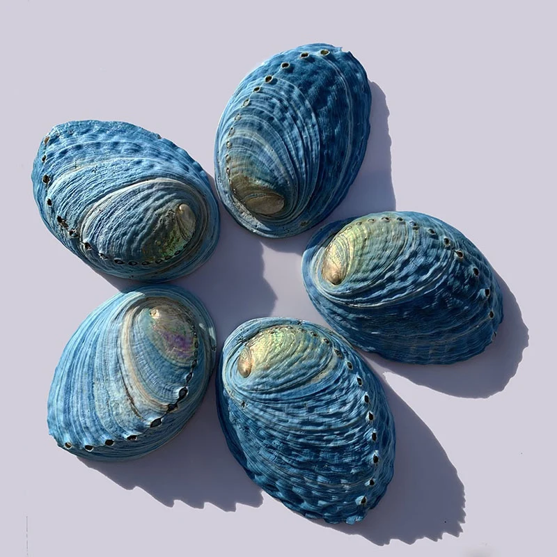 New-Zealand-Abalone-Natural-Shell-Specimen-Fish-Tank-Decoration ...