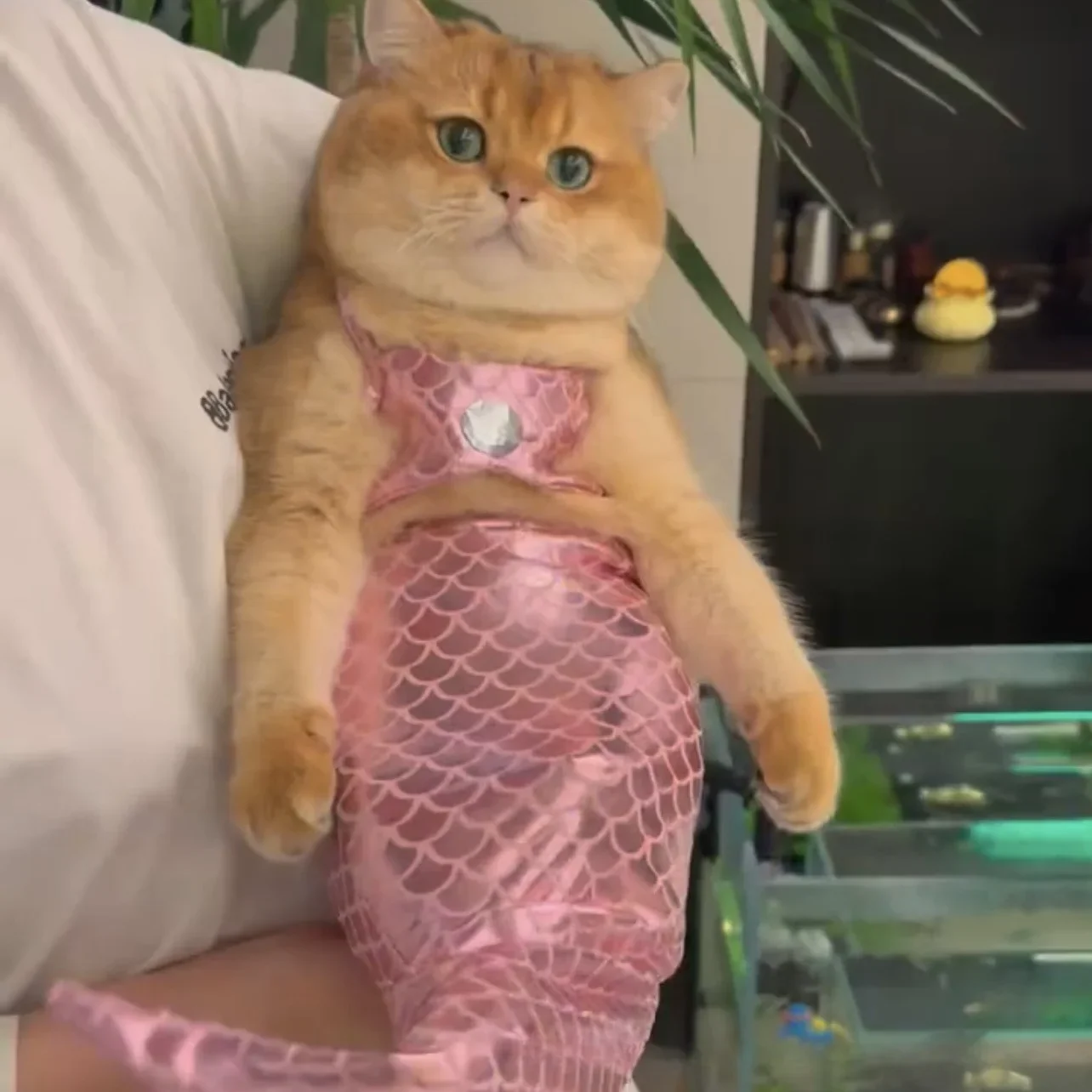 Mermaid Cat Crossdressing Funny Swimsuit Funny Tails Pet Clothes Pet ...