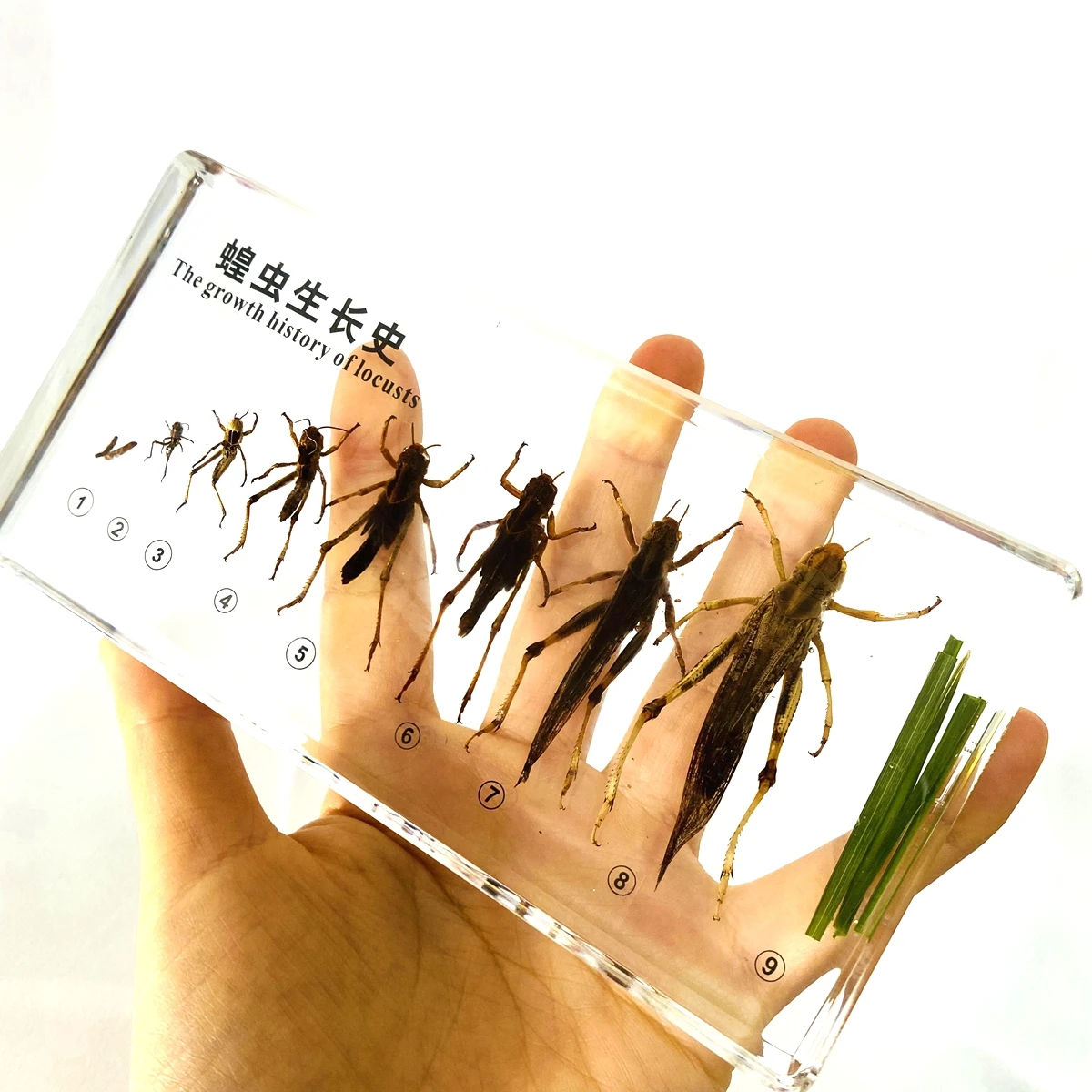 Locust Growth and Development Specimens Insect Growth History Specimen ...