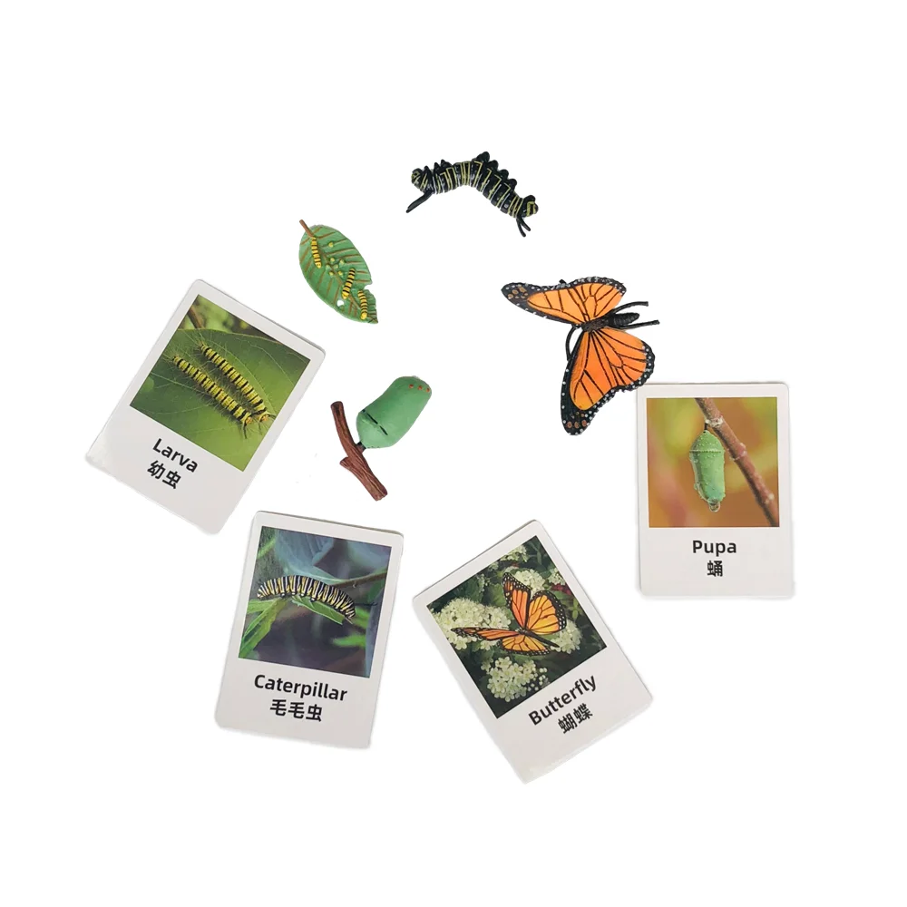 Insect Learning Activities: Engaging Kids in Nature’s Wonders Through ...