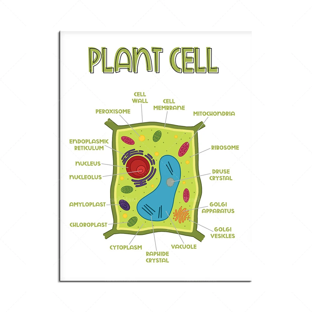 Plant Cells For Kids