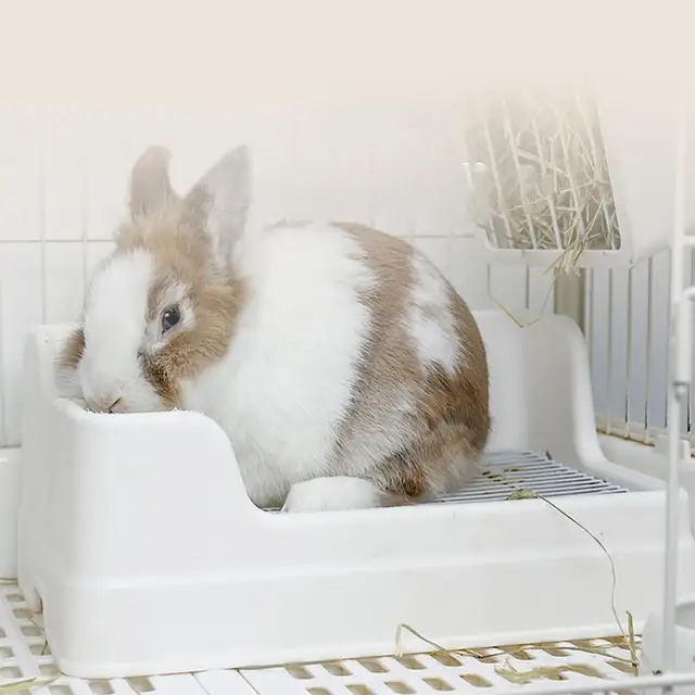 Rabbit Litter Box With Screen