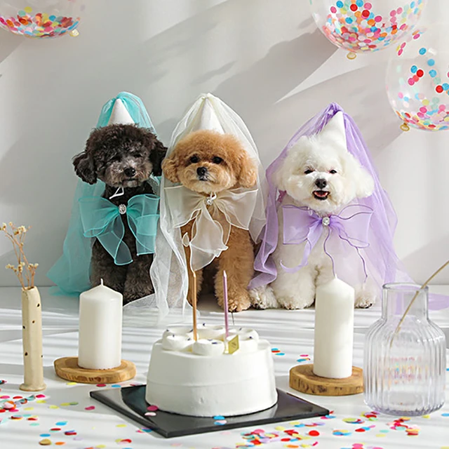 Dog Birthday Ideas For Dogs
