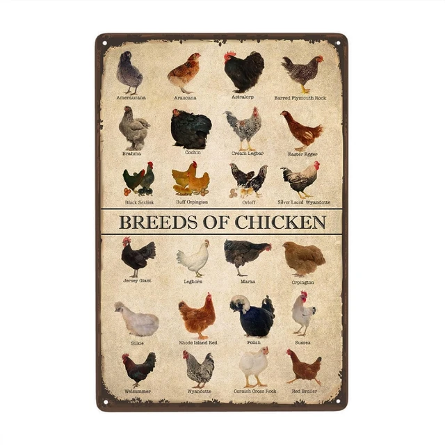 Rooster Breeds Chart