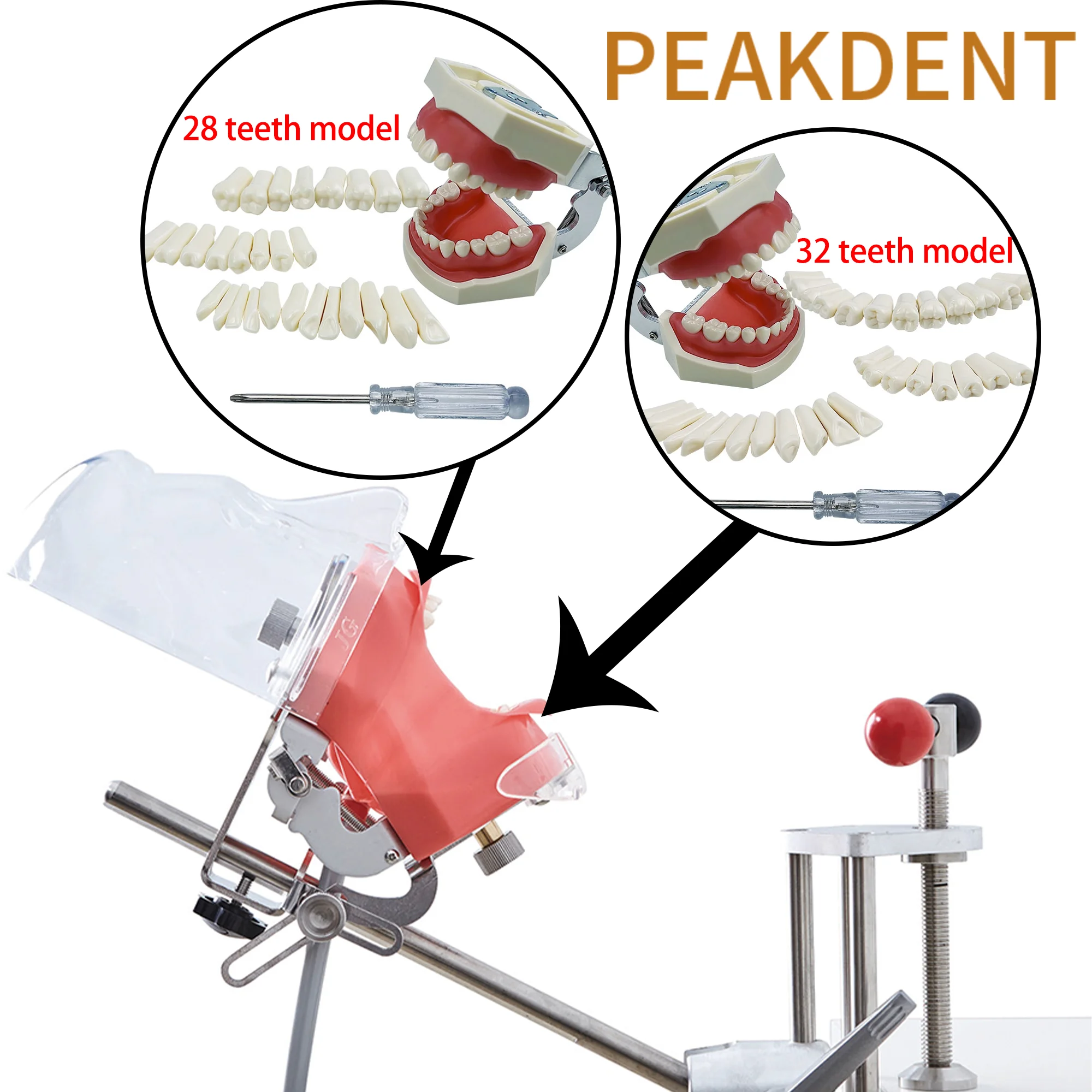 ypodont-Dental-Simulator-Simple-Head-Model-Dental-Phantom-Head-With ...