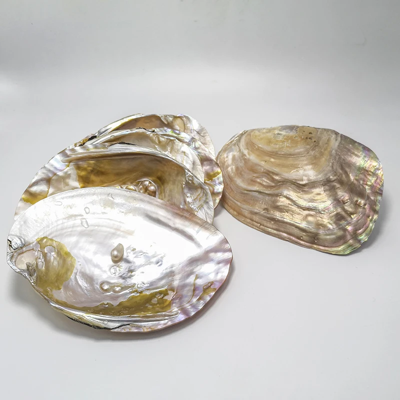 Pearl-Oyster-Pearl-Clam-Shell-Natural-Conch-Shell-Tray-Fish-Tank ...