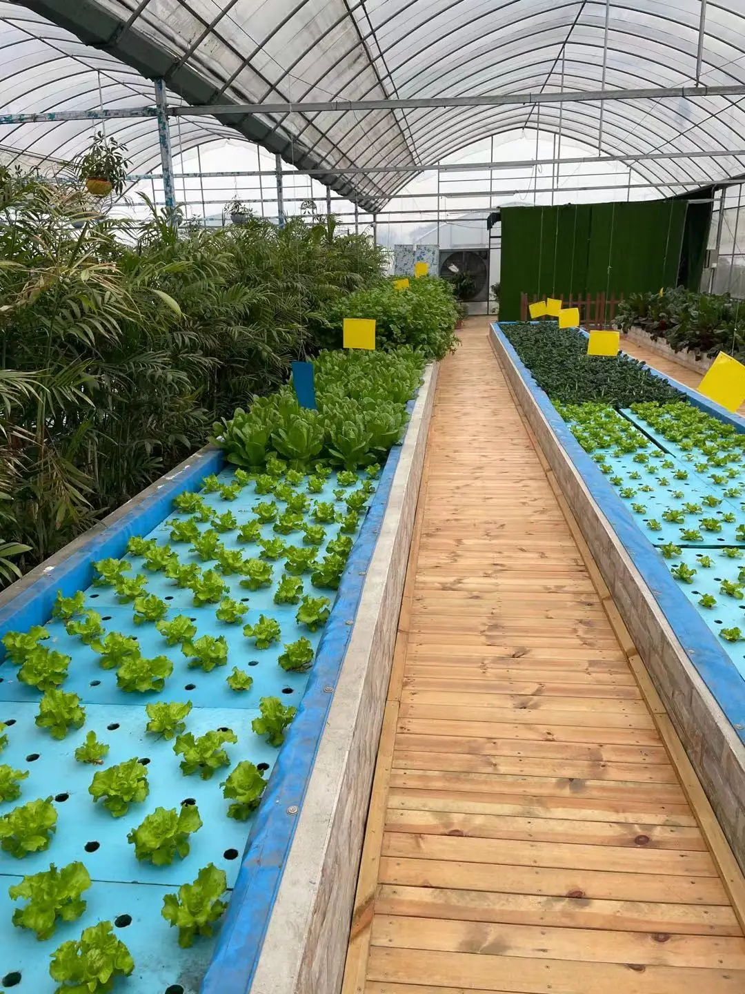 Commercial Raft Hydroponic Systems Wastewater Hydroponics For